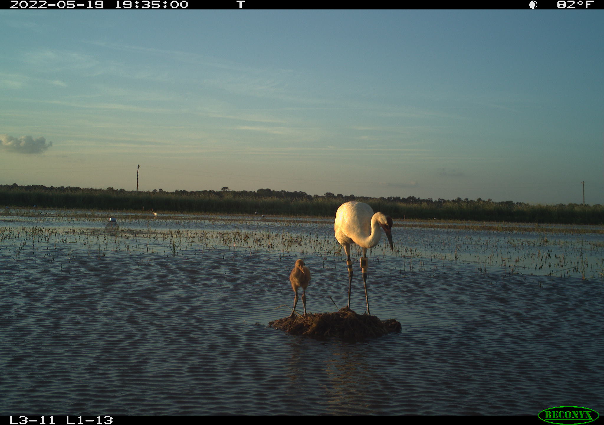 Louisiana’s Whooping Crane Population Adds Record Eight Wild Hatched Chicks During 2022 Nesting ...